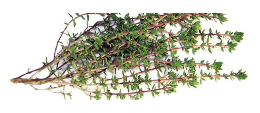 Thym : une plante multi-vertus - T pour Thé